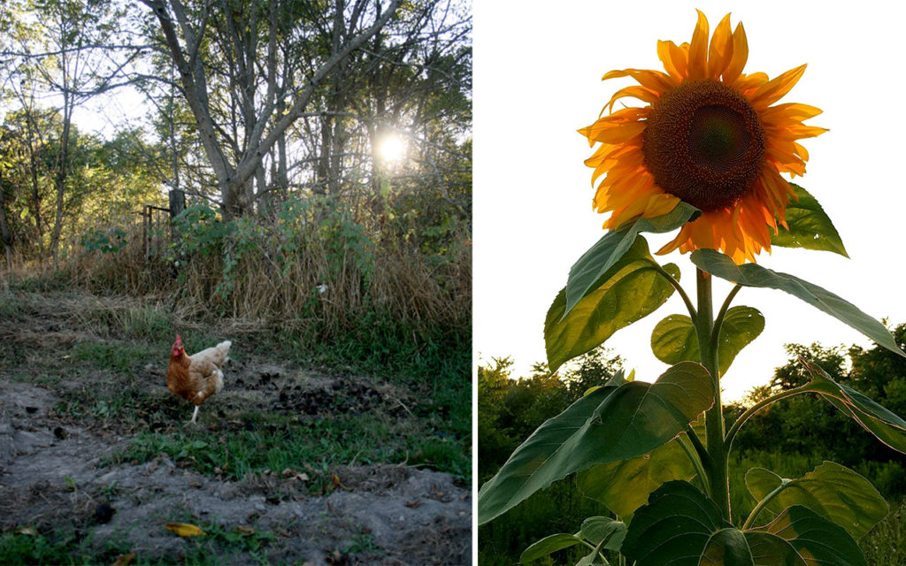 Canning Green Beans using the Cold Pack Method + 4 Tips For Success!