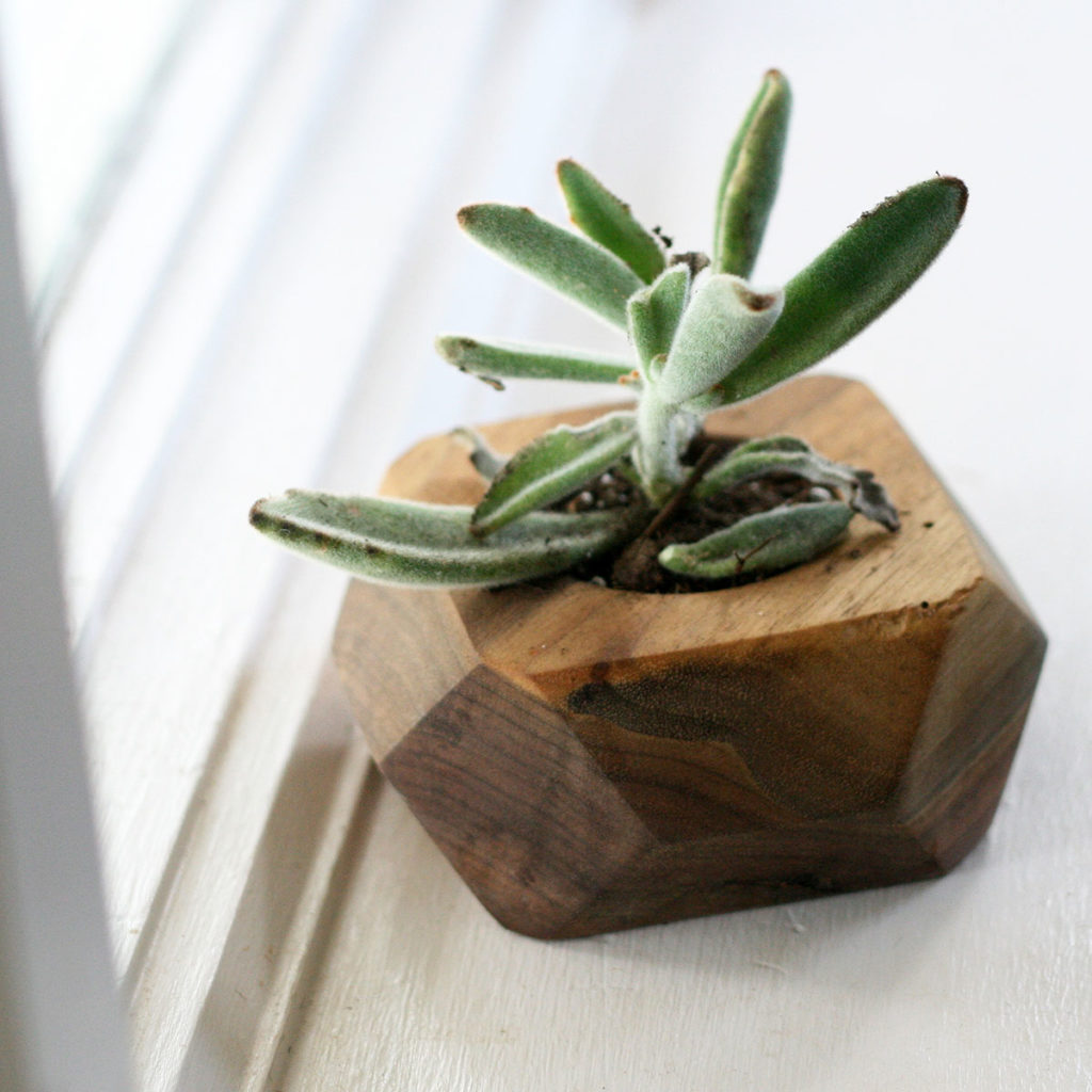 Geometric Planter: Succulent Planter & Cactus Planter - Wiley Concepts