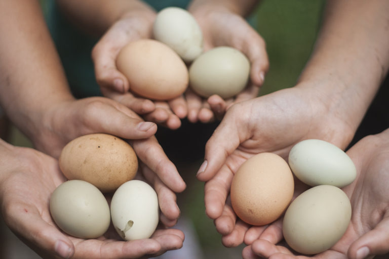  Egg Labels Explained Understanding The Egg Market Henstooth 
