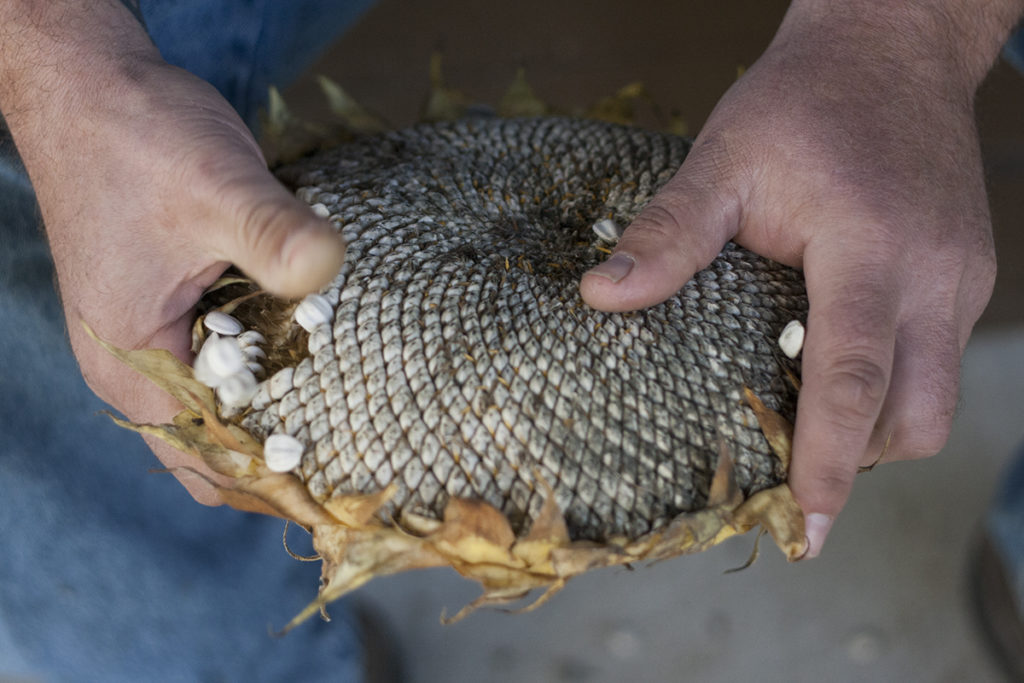Sunflower Season: How To Roast Sunflower Seeds | Henstooth Homestead