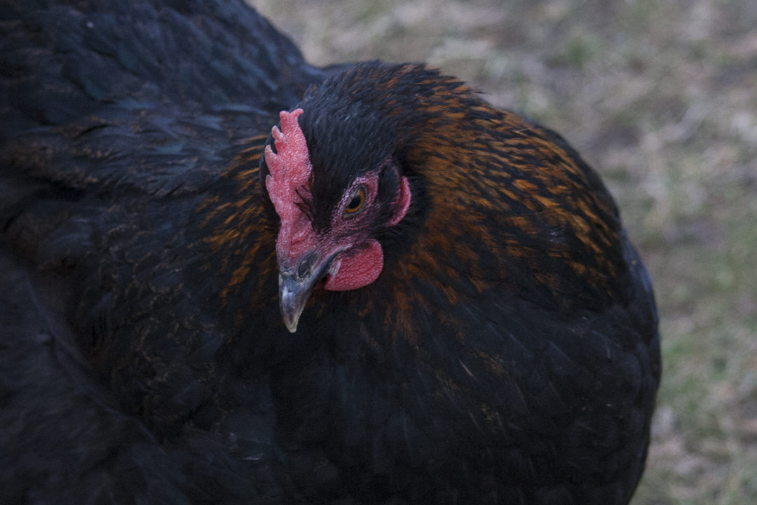 Spring Chickens - Henstooth Homestead