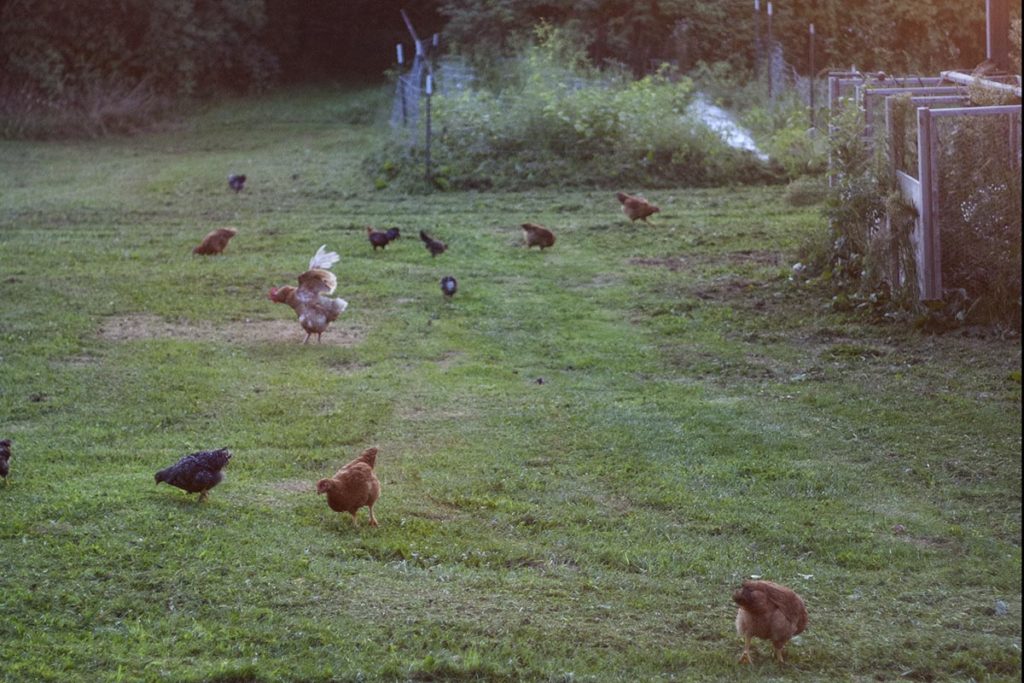 Spring Chickens - Henstooth Homestead