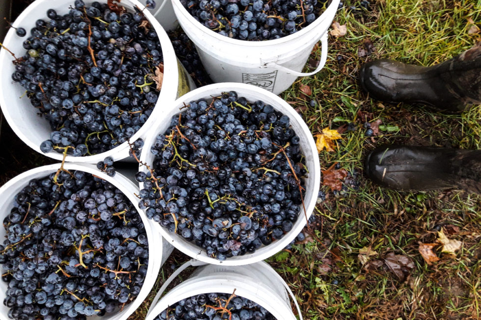 DIY Fruit Press: Free Fruit Press Plans | Henstooth Homestead